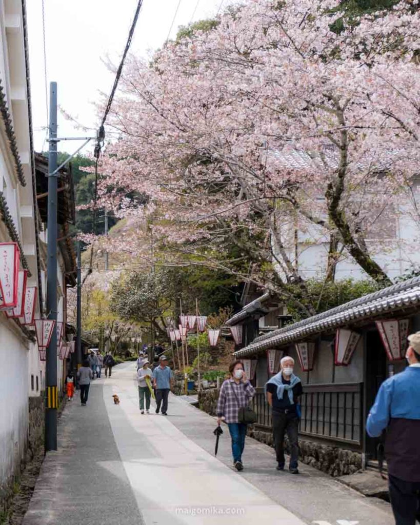 Sakawa Town: Sake Breweries & Best Sakura Blossoms Viewing