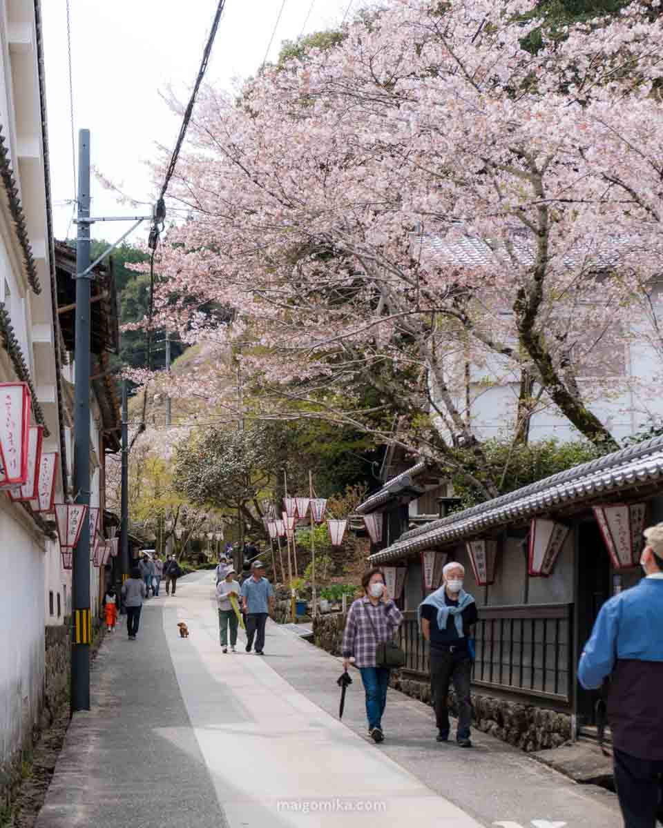 Sakawa Town: Sake Breweries & Best Sakura Blossoms Viewing