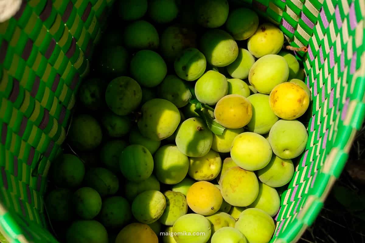 A Beginner's Guide to Homemade Umeboshi (+ Mistakes to Avoid!)