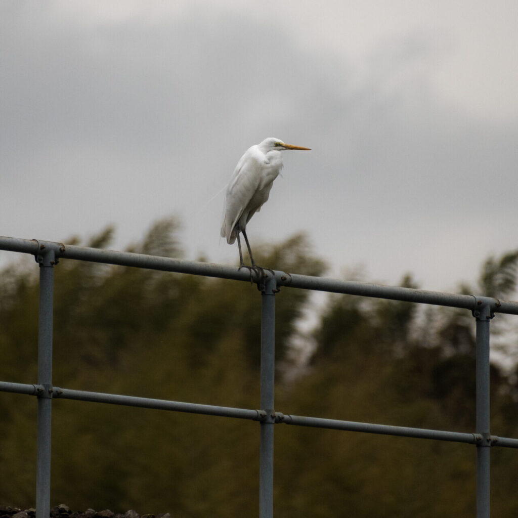 All the Japanese Wildlife I've Seen in Person