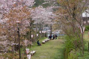 Sakawa Town: Sake Breweries & Best Sakura Blossoms Viewing