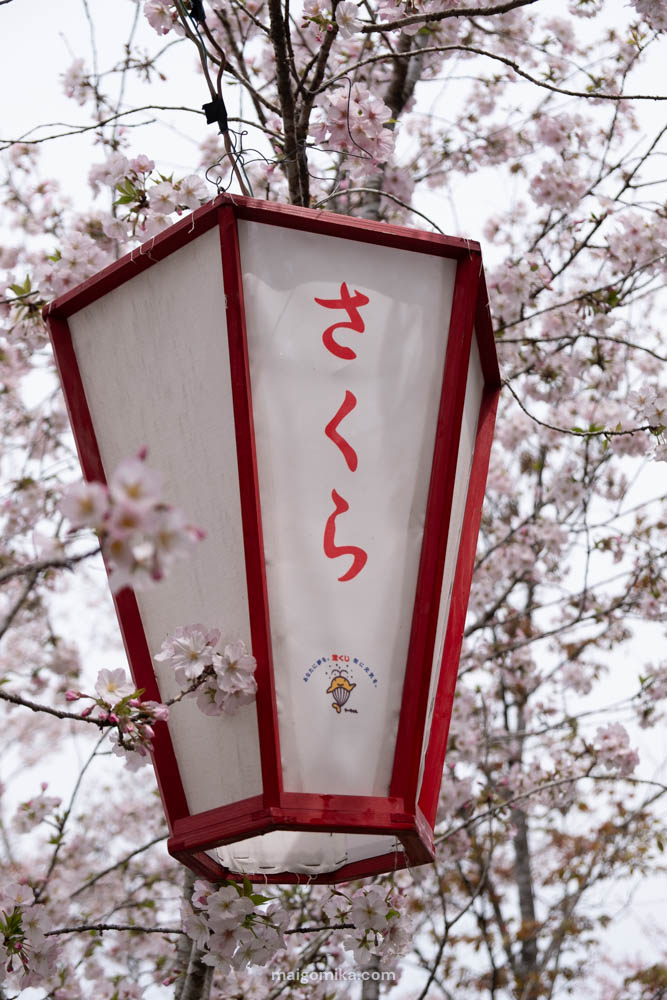 Sakawa Town: Sake Breweries & Best Sakura Blossoms Viewing